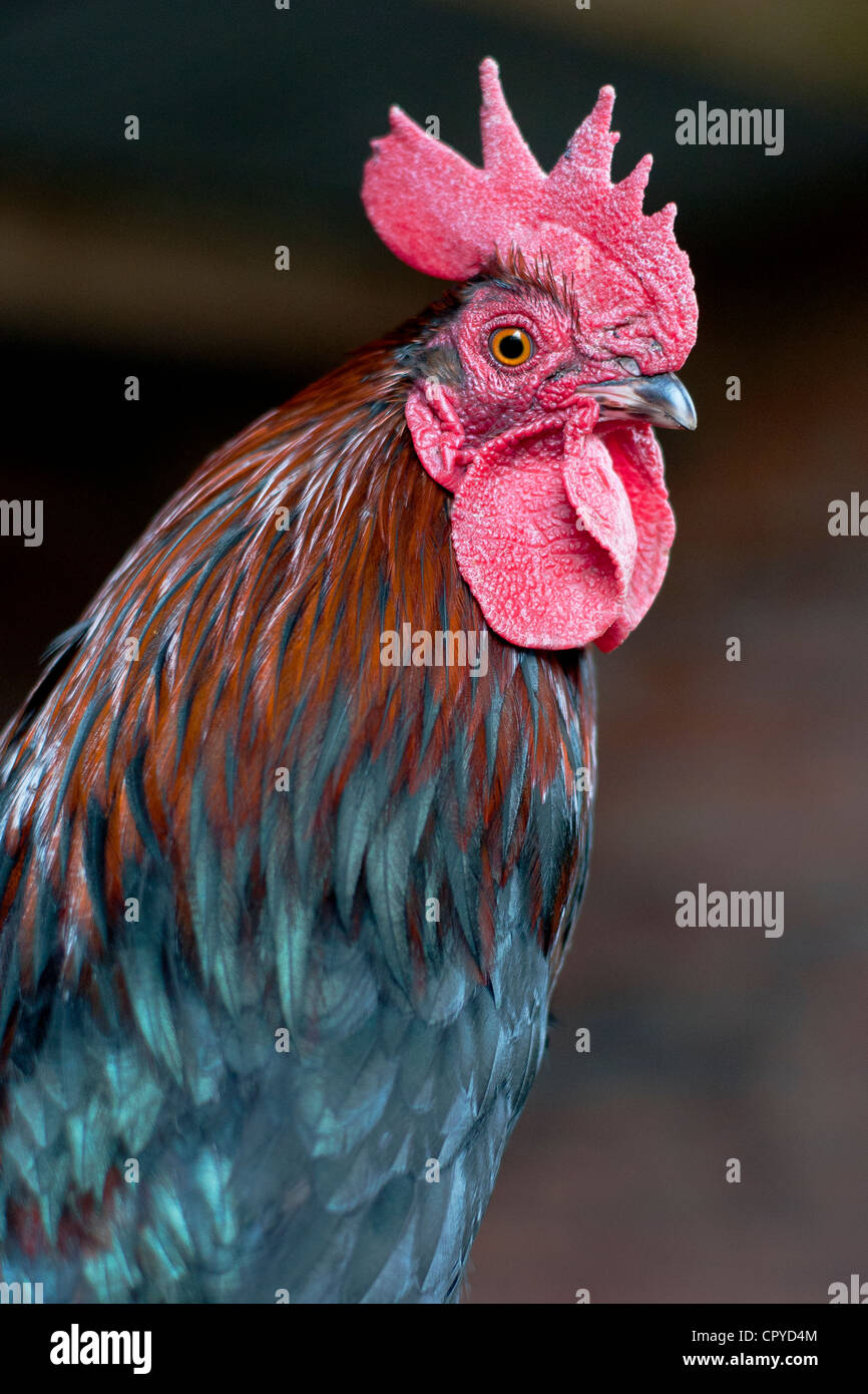 Chicken cockerel hi-res stock photography and images - Alamy