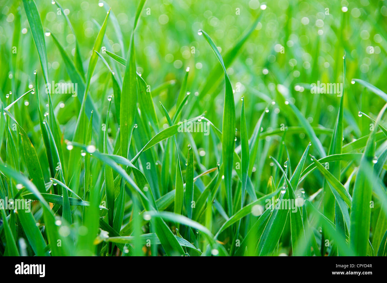 Wet grass in the morning with morning dew Stock Photo - Alamy