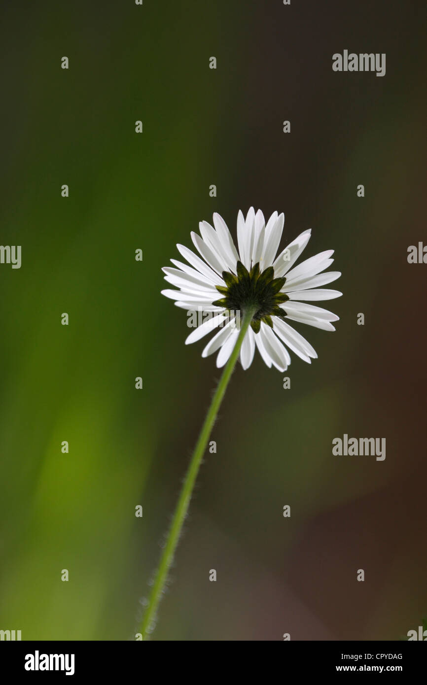 Underside daisy flower close up hi-res stock photography and images - Alamy
