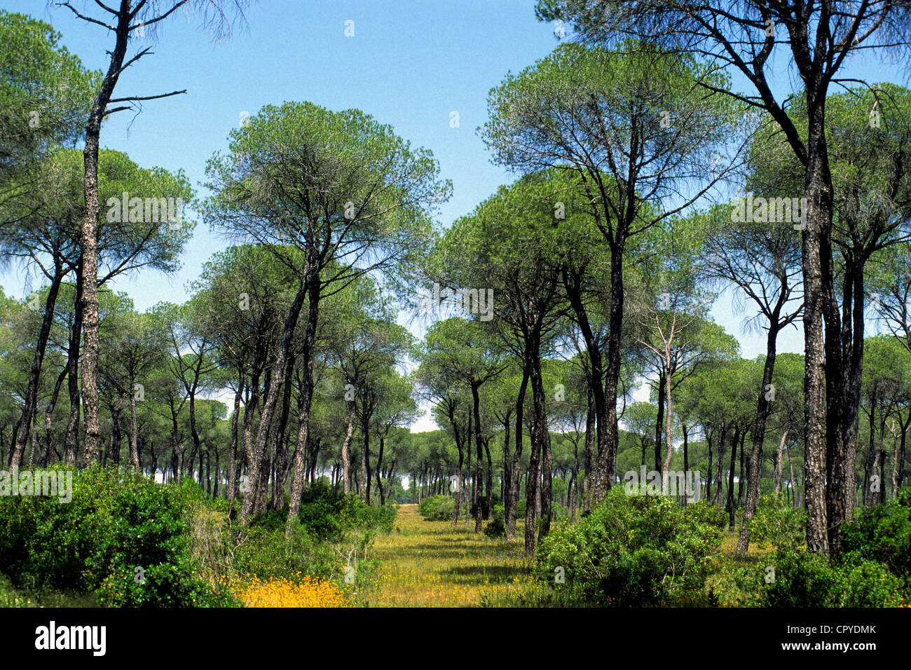 Spain, Andalusia, El Rocio, pine forest in Spring Stock Photo - Alamy