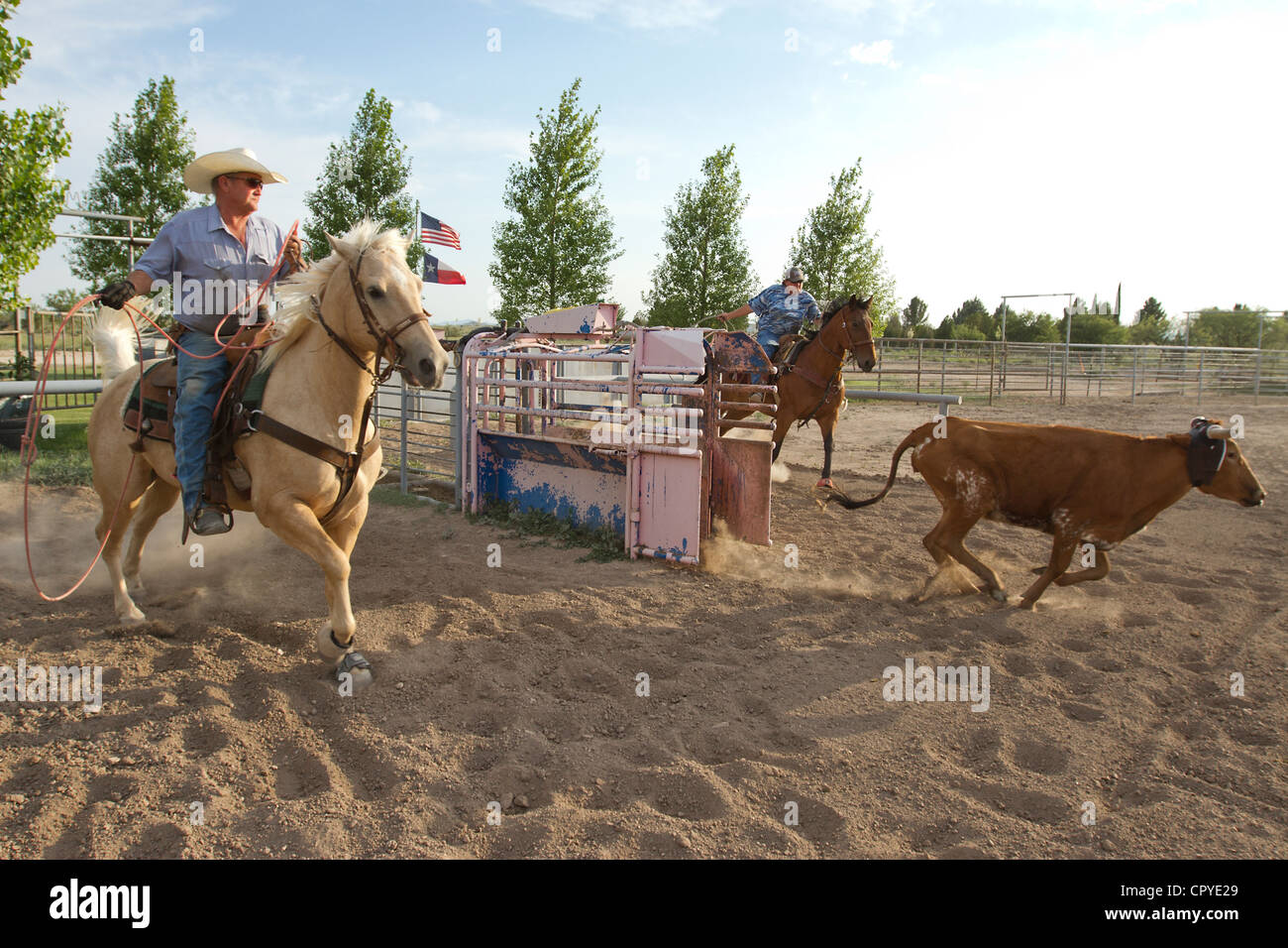 A couple of team ropers practicing in West Texas Stock Photo - Alamy