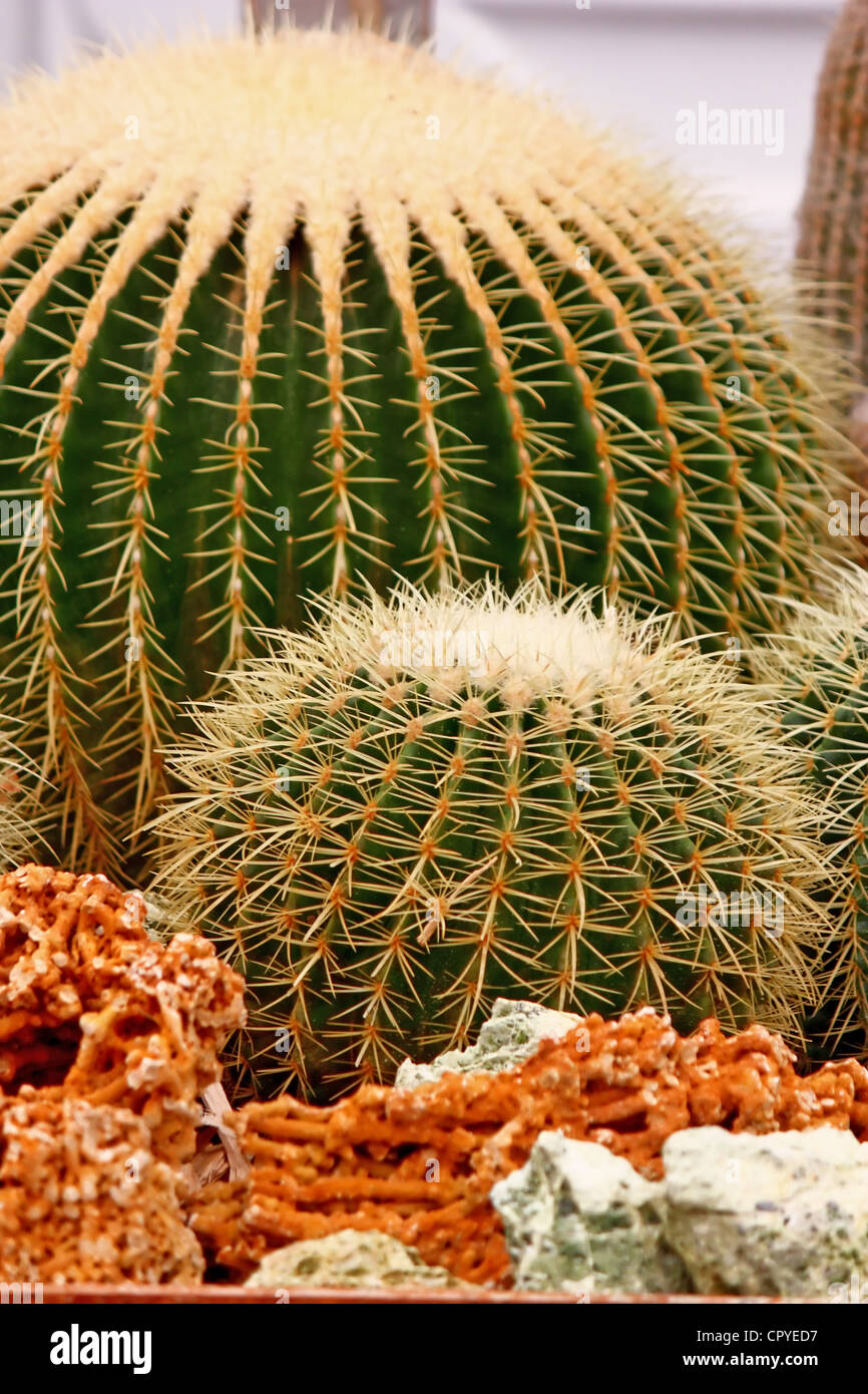 Beautiful cactus exotic succulent in a rocky desert Stock Photo - Alamy