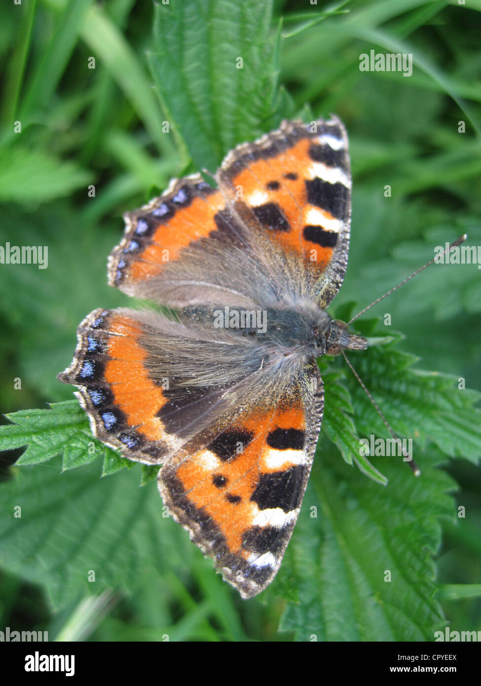 SMALL TORTOISESHELL butterfly Aglais urticae on Stinging Nettles Urtica ...