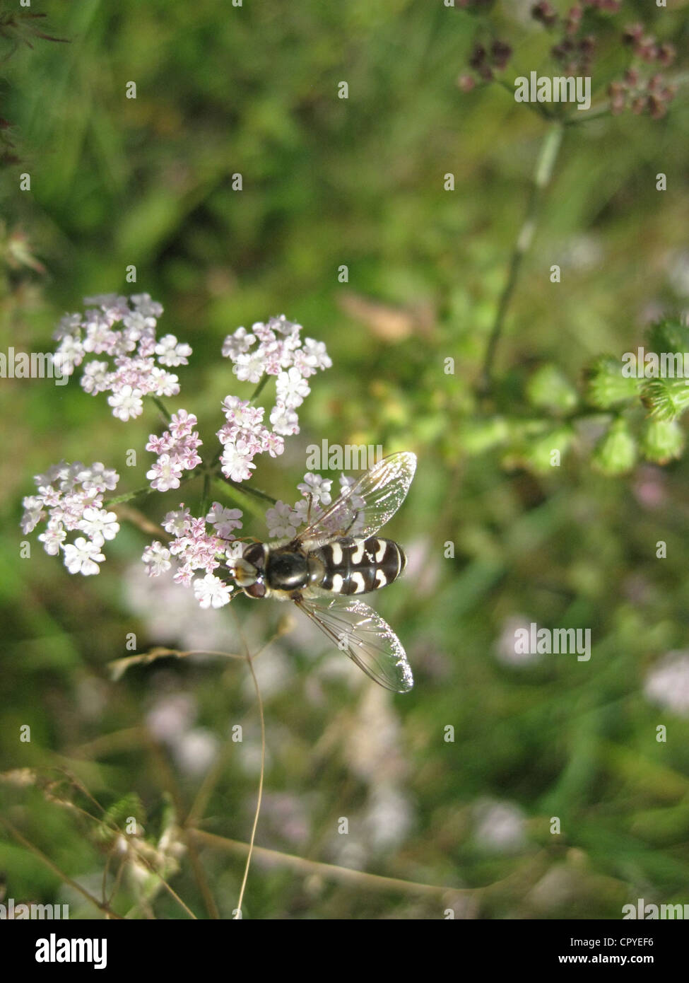 HOVERFLY Scaena pyrastri in Berkshire, England. Photo Tony Gale Stock ...