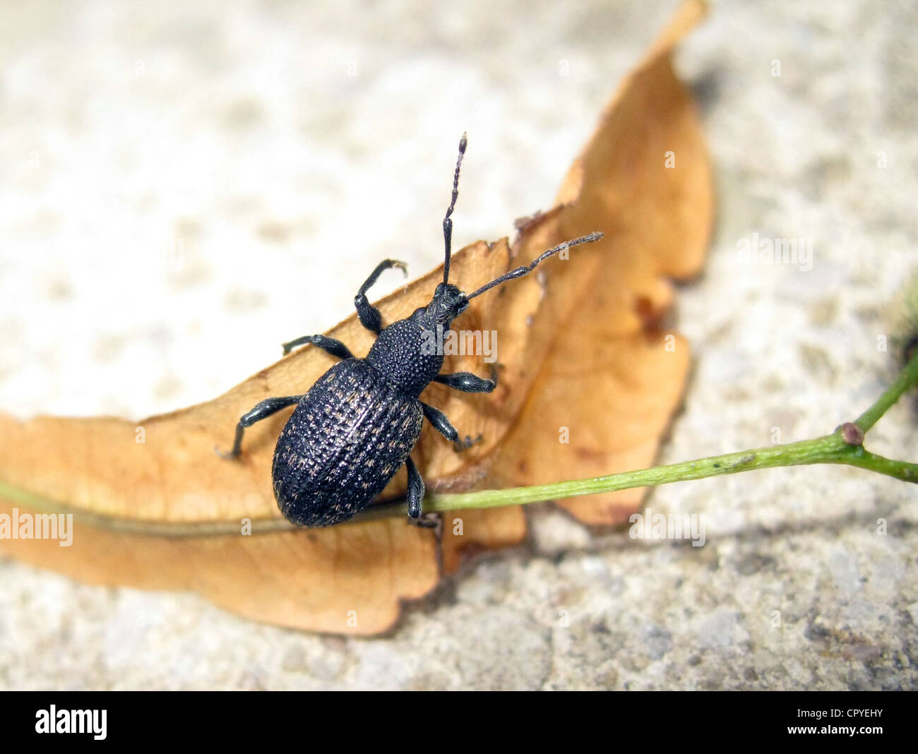 BLACK VINE WEEVIL Otiorhynchus sulcatus in Berkshire, England. Photo ...