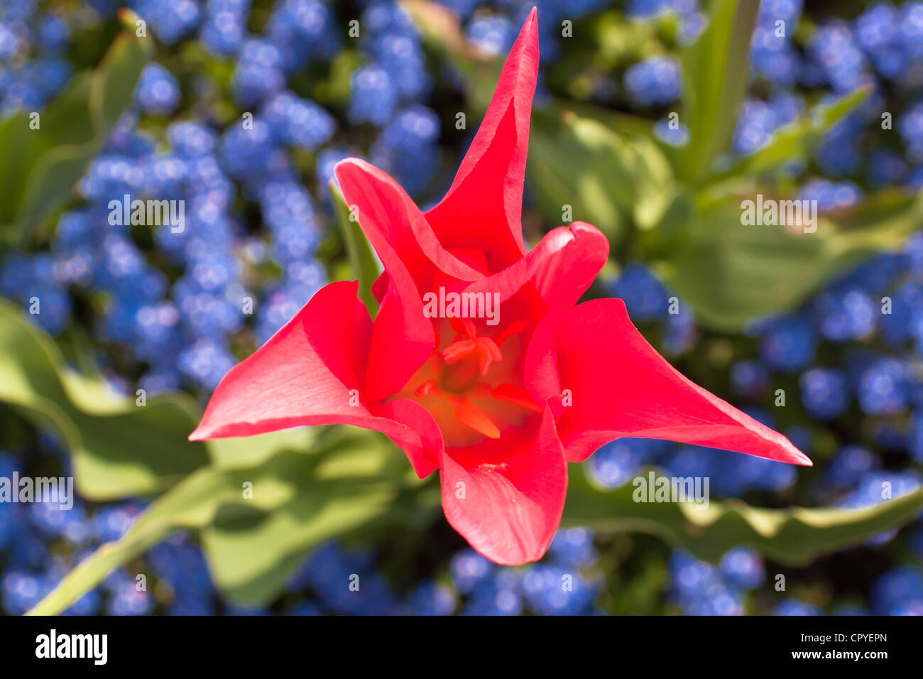 Open pollinate hi-res stock photography and images - Alamy