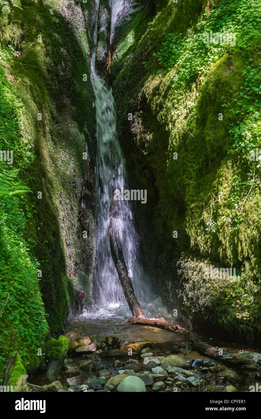 Dollar Glen, Dollar, Clackmannanshire, Scotland - wooded ravine with ...