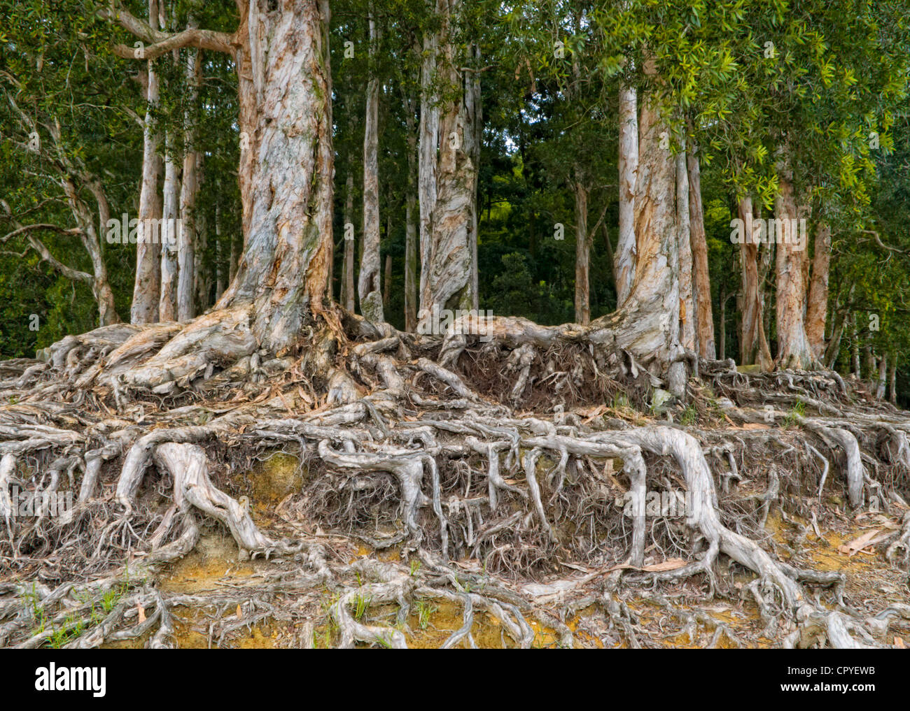 Paper-bark Tree (Melaleuca quinquenervia) in Shing Mun Country Park ...