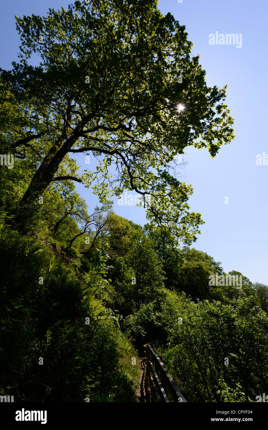 Sunlit glade in forest hi-res stock photography and images - Alamy