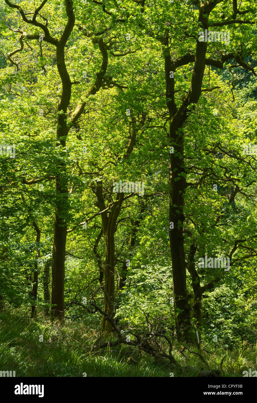Deciduous woodlands in scotland hi-res stock photography and images - Alamy