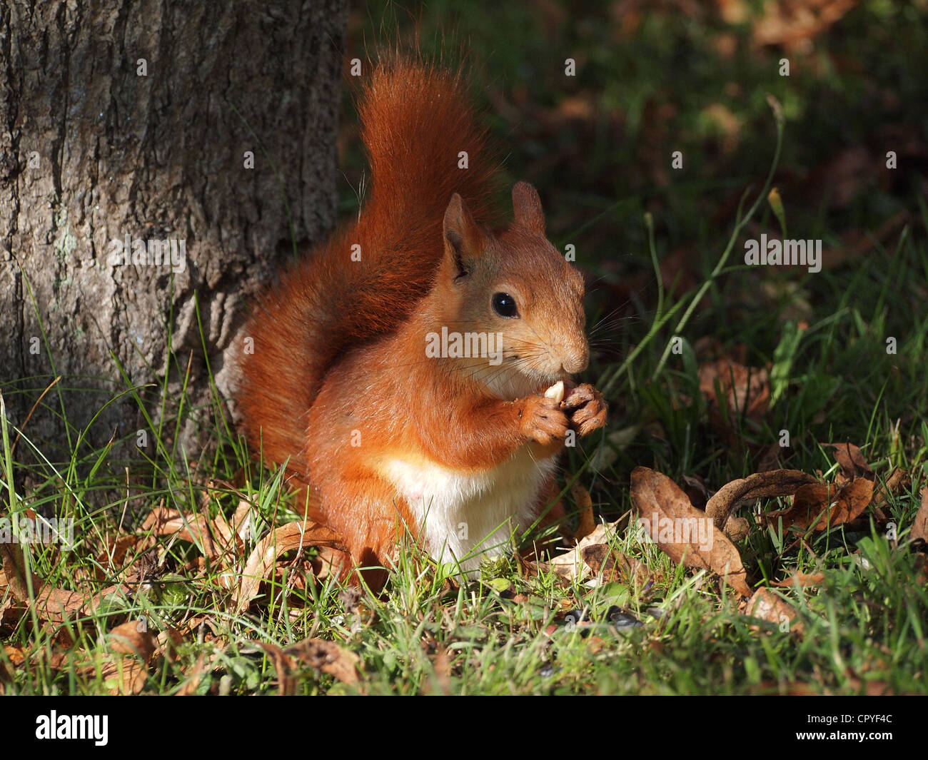 Russian squirrel hi-res stock photography and images - Alamy
