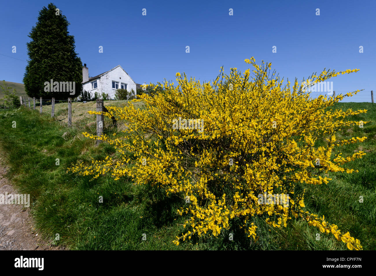 Yellow flowered bush of Scottish broom with white cottage, Glen Douglas ...