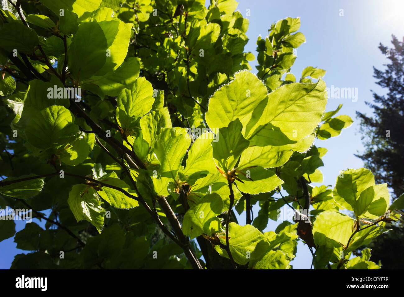 Green leaves on a tree turn sunlight into energy for growth, transform ...