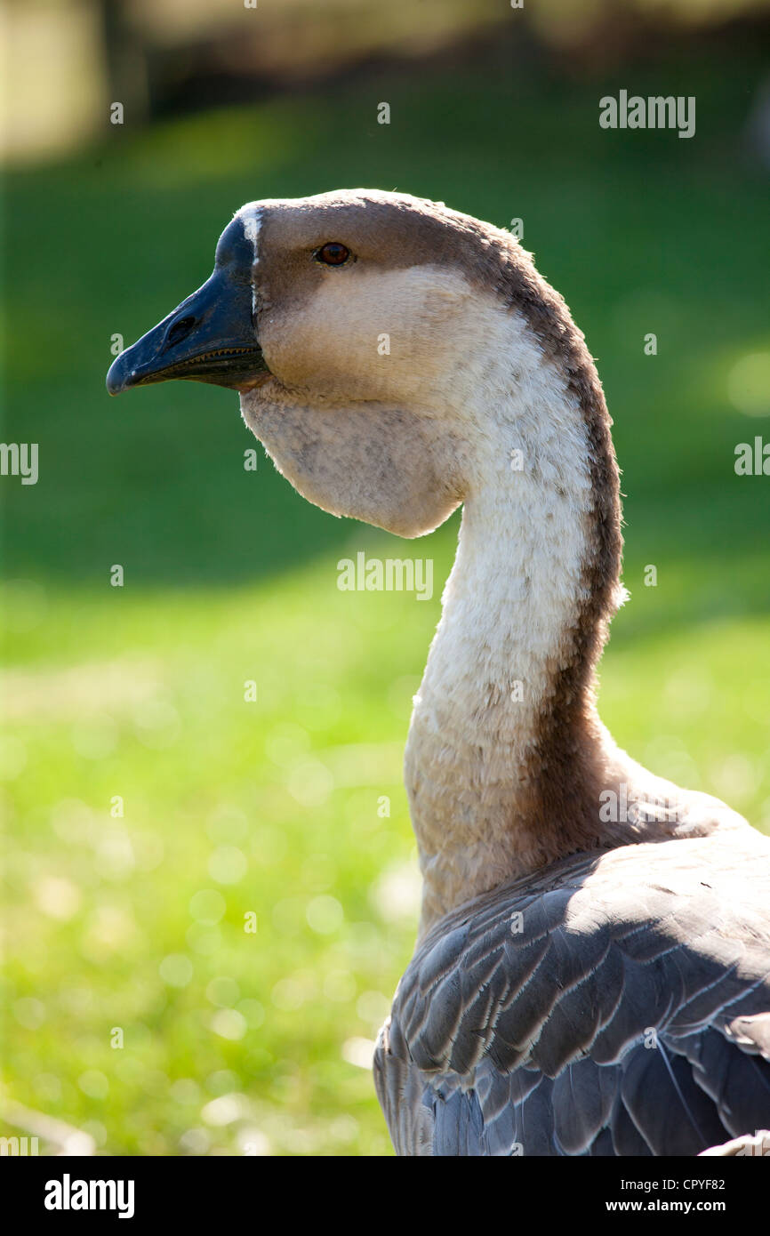 African Goose at the Cotswold Farm Park at Guiting Power in the ...