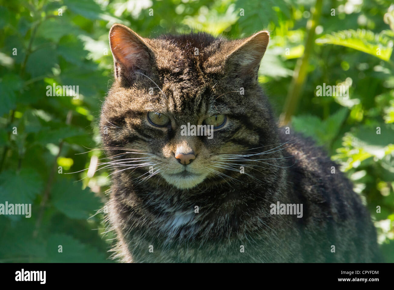Five Sisters Zoo, Polbeth, Livingston, Scotland - Scottish wildcat ...