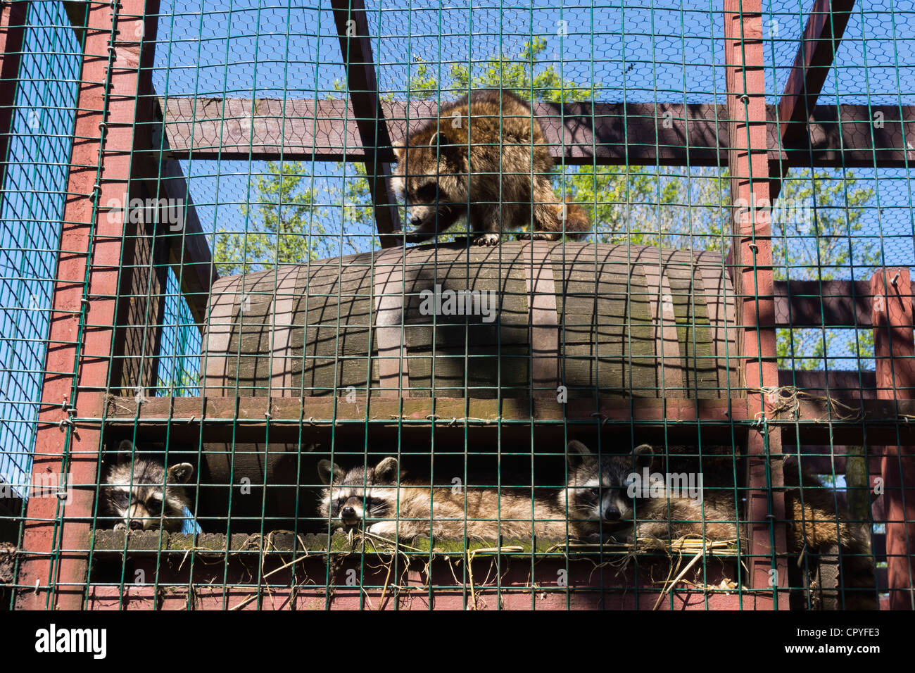 Five Sisters Zoo, Polbeth, Livingston, Scotland - racoons Stock Photo ...