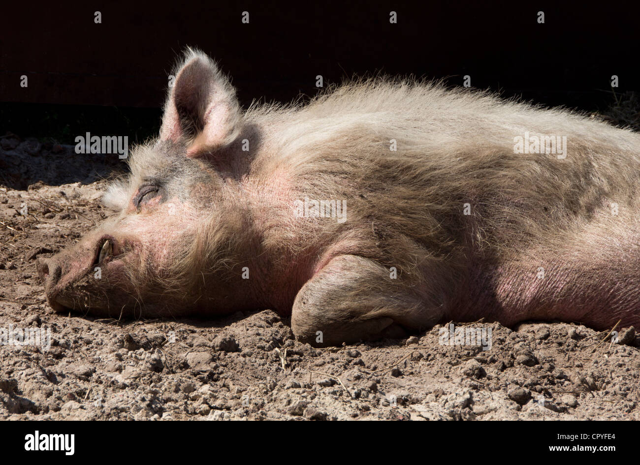 Five Sisters Zoo, Polbeth, Livingston, Scotland - pig Stock Photo - Alamy