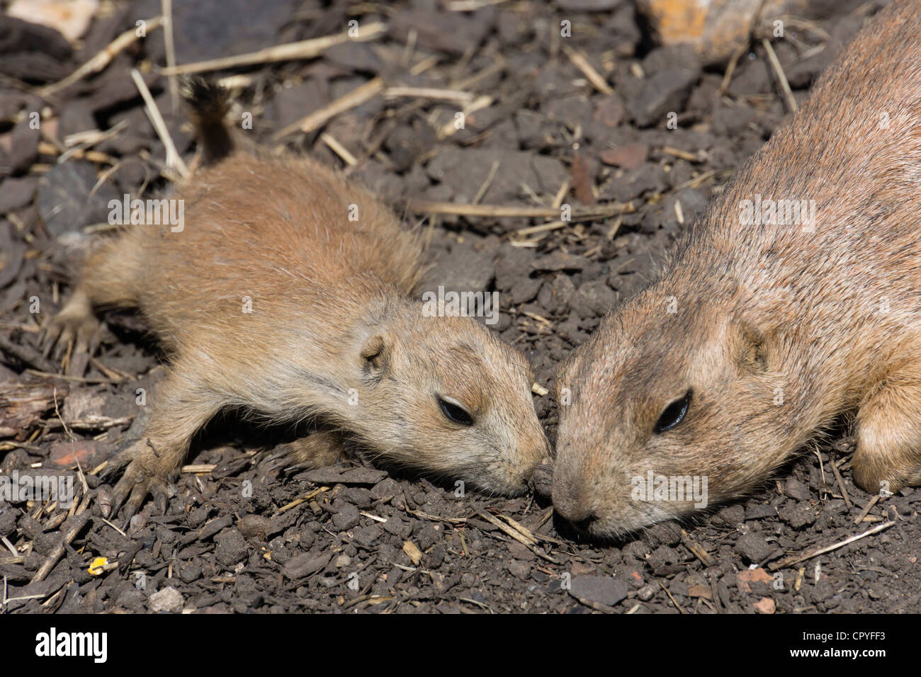 Five Sisters Zoo, Polbeth, Livingston, Scotland - mother and baby ...
