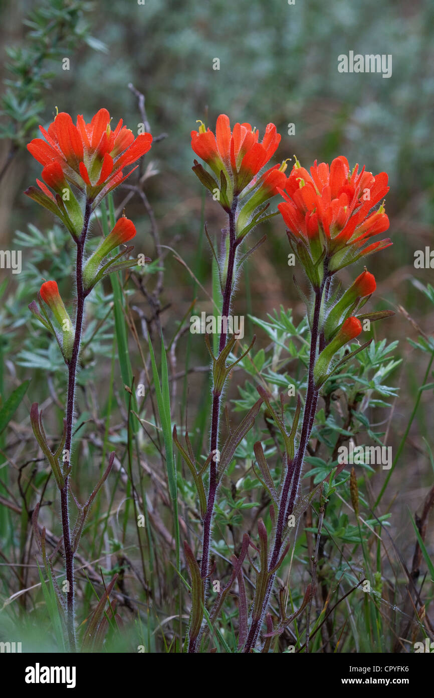 Wild scarlet indian paintbrush flowers hi-res stock photography and ...