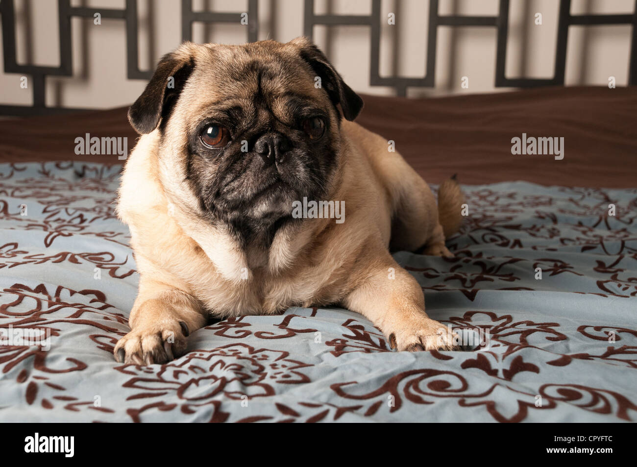 Pug Laying Down on Bed Stock Photo - Alamy