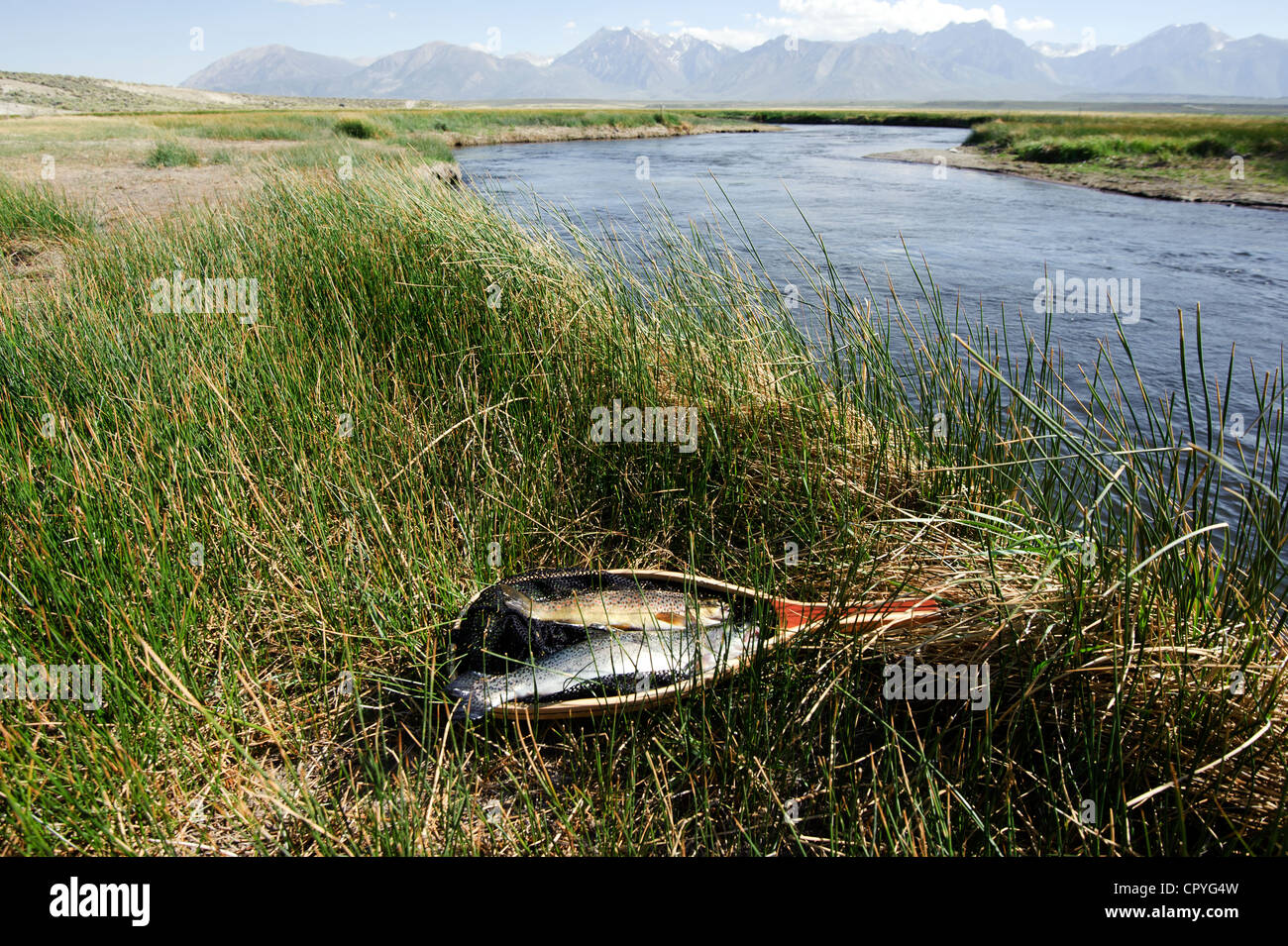 Rainbow Trout in net next to river Stock Photo - Alamy