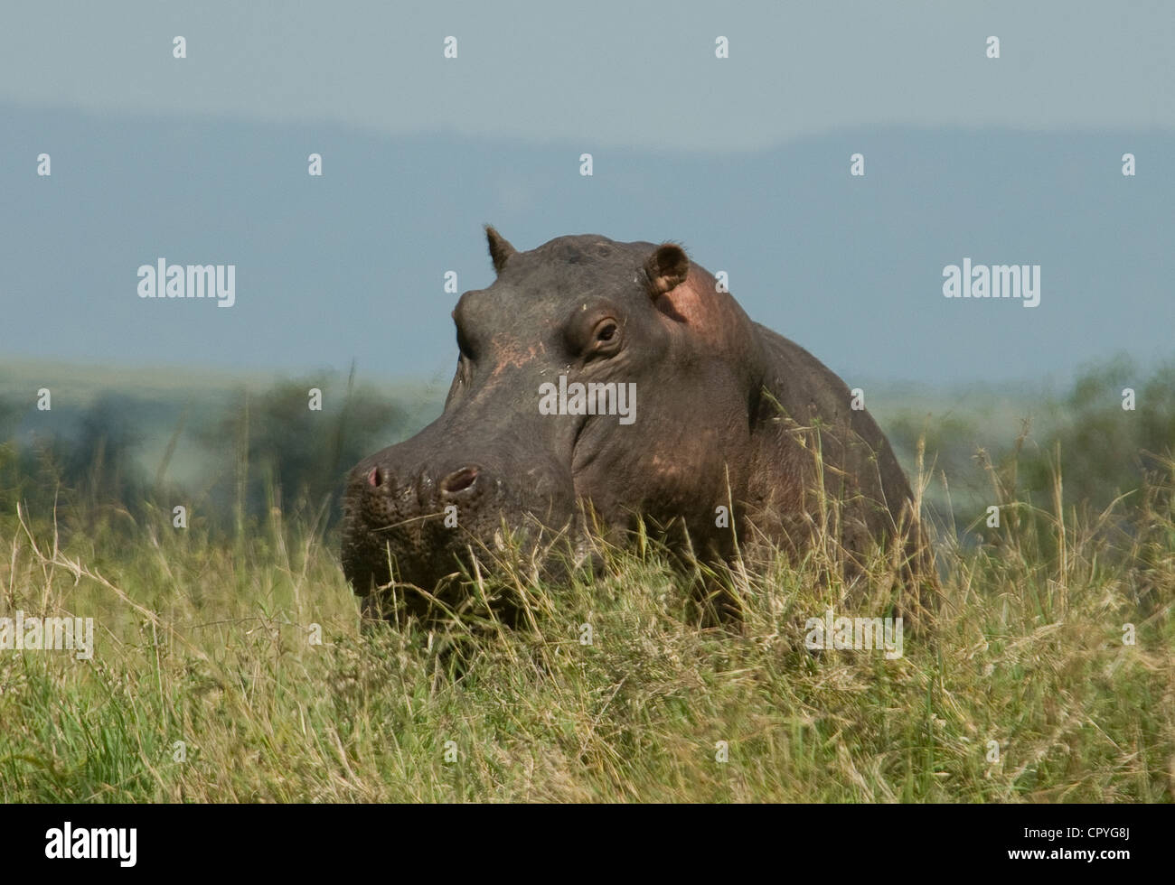 Hippo standing in grass-head shot Stock Photo - Alamy