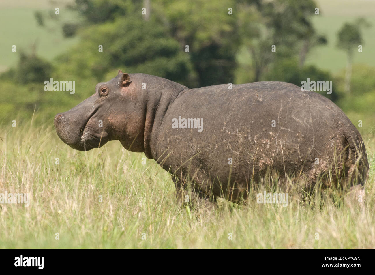 Bulky hippopotamus hi-res stock photography and images - Alamy