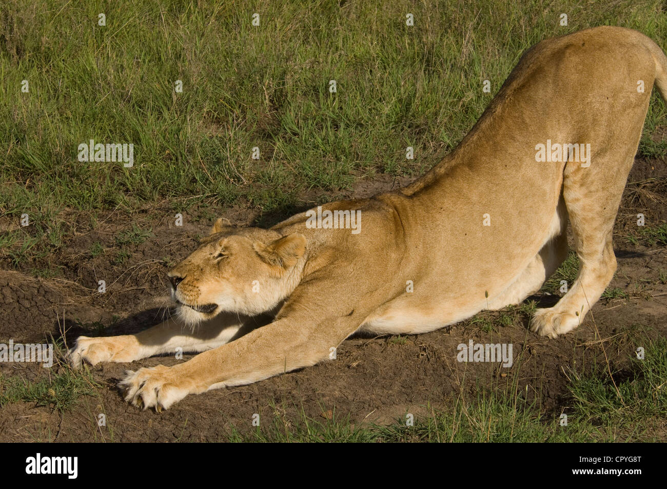 Lioness stretching hi-res stock photography and images - Alamy