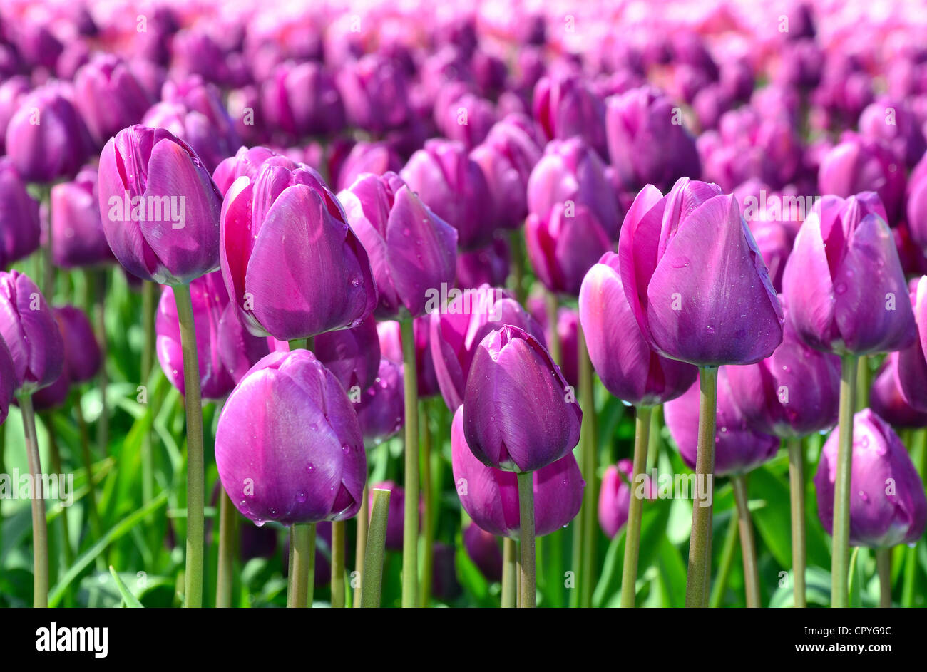 Purple field of blooming spring tulips Stock Photo - Alamy