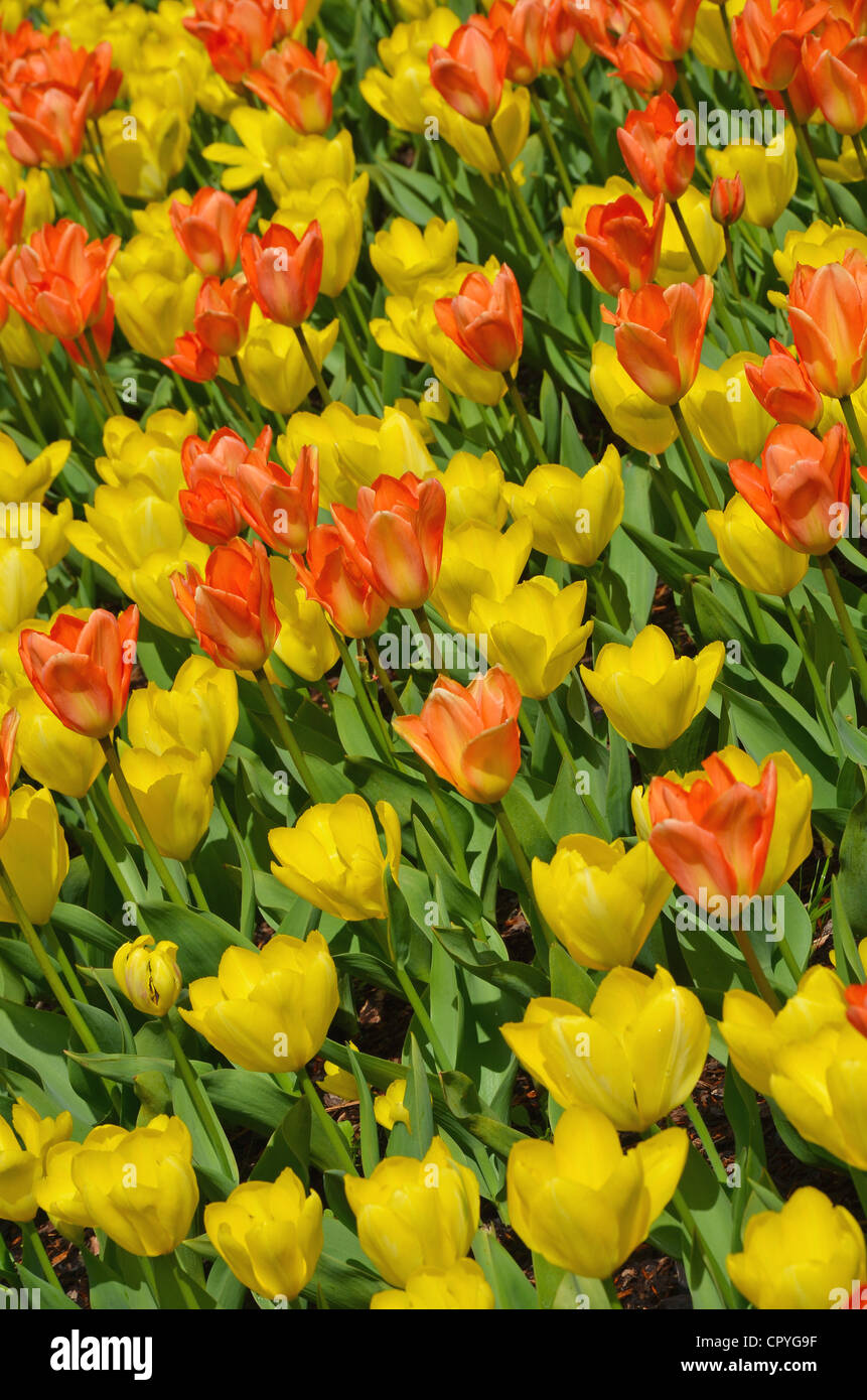 Garden full of orange and yellow tulips Stock Photo - Alamy