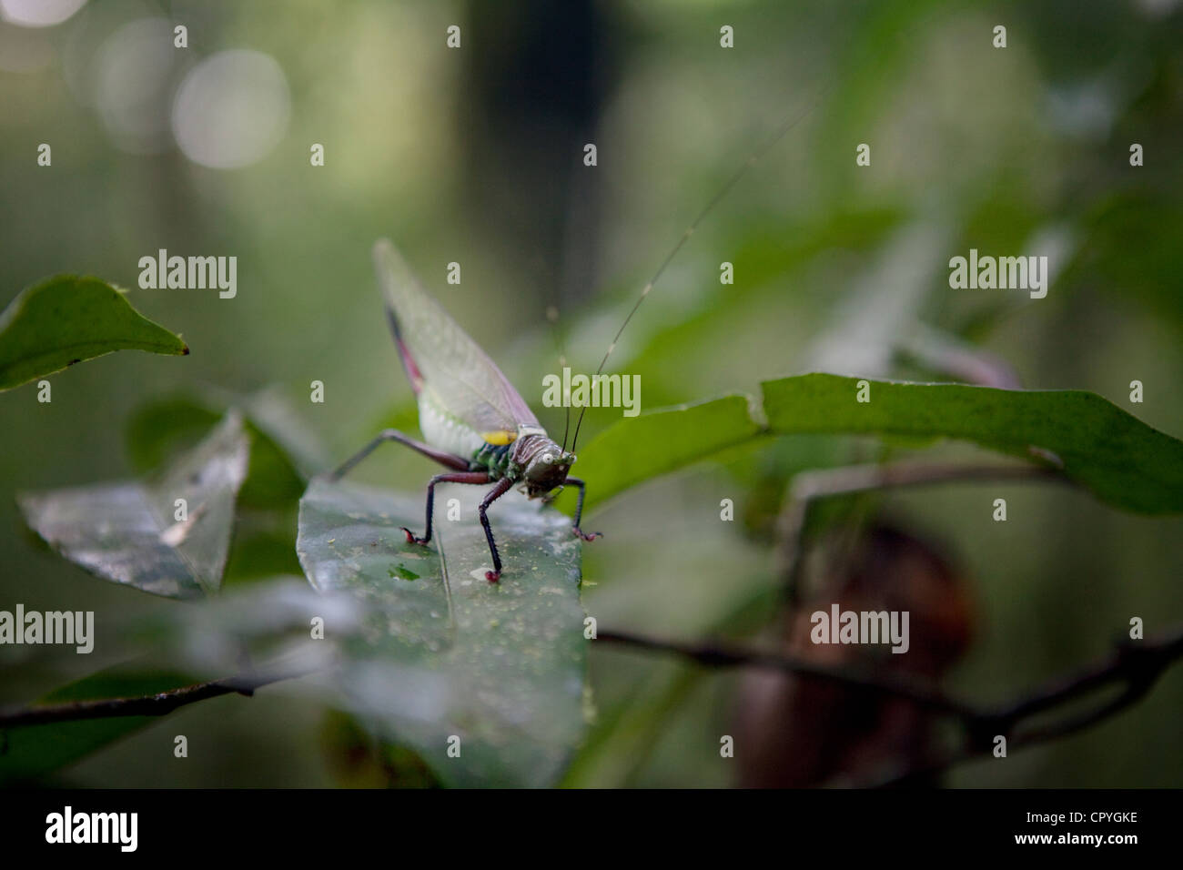 A native cricket rests on a leaf strong enough to bear its weight Stock ...