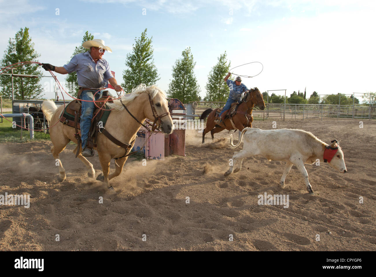 A couple of team ropers practicing in West Texas Stock Photo - Alamy