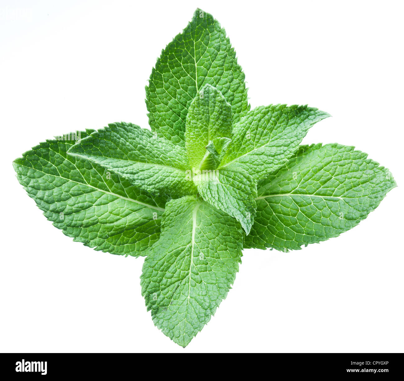 Mint leaves isolated spice hi-res stock photography and images - Alamy
