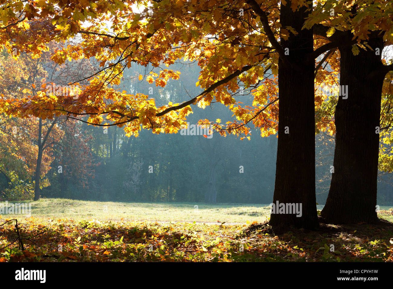 Autumn in the Oak Grove. The colorful autumn landscape Stock Photo - Alamy