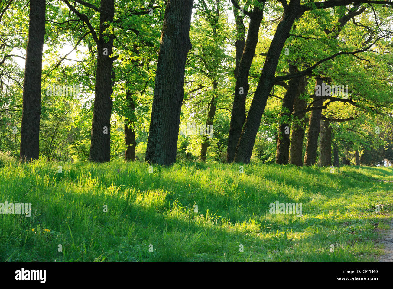 Oak forest in early spring. Landscapes Stock Photo - Alamy