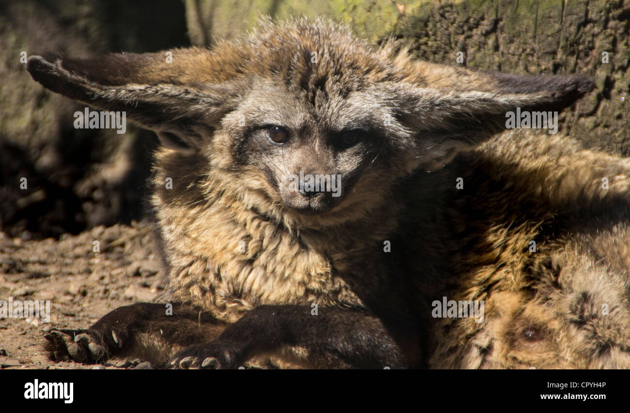 Five Sisters Zoo, Polbeth, Livingston, Scotland - bat-eared fox Stock ...