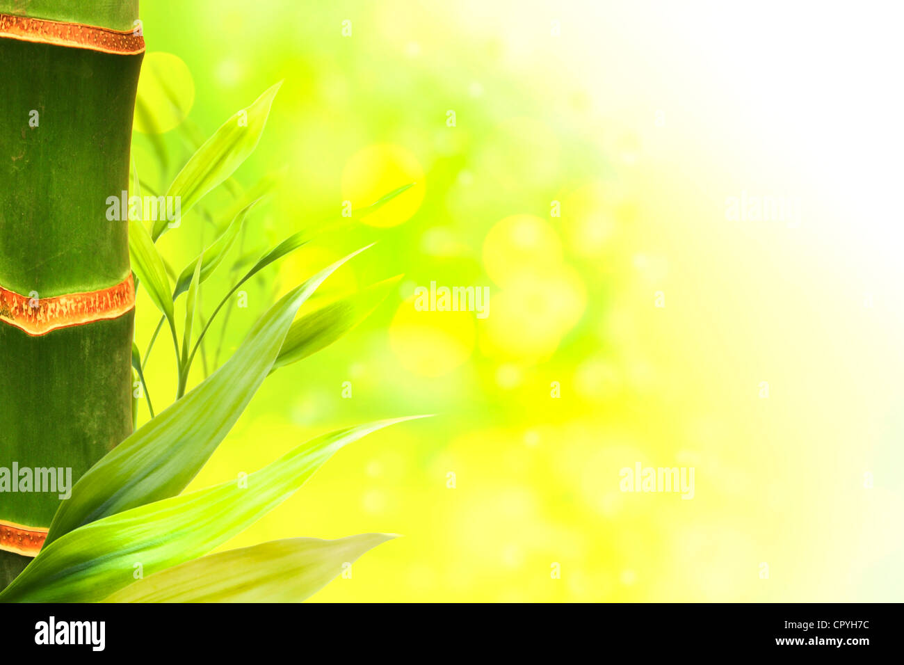 Abstract of bamboo forest with green background Stock Photo - Alamy