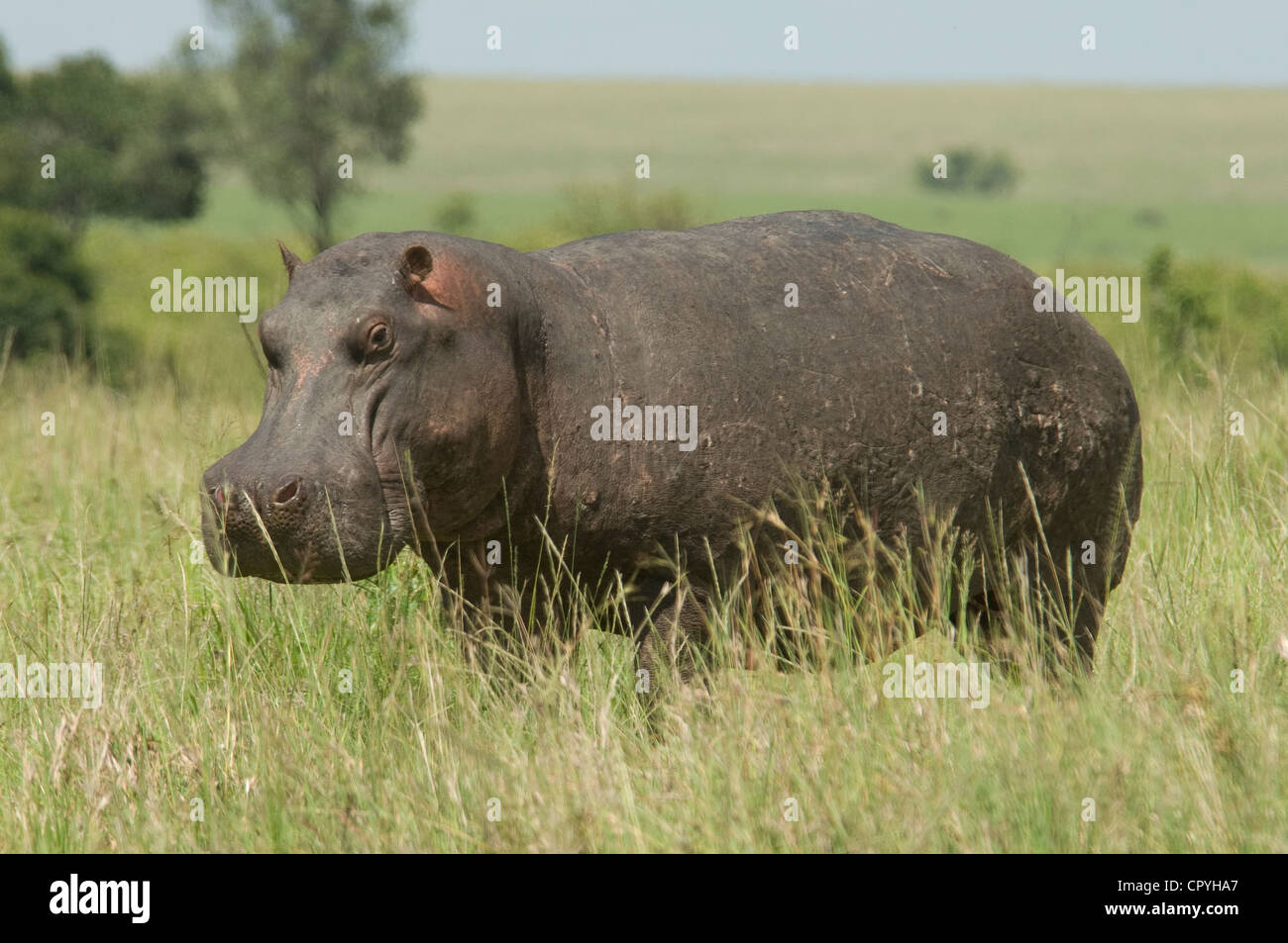 Hippo standing in grass Stock Photo - Alamy