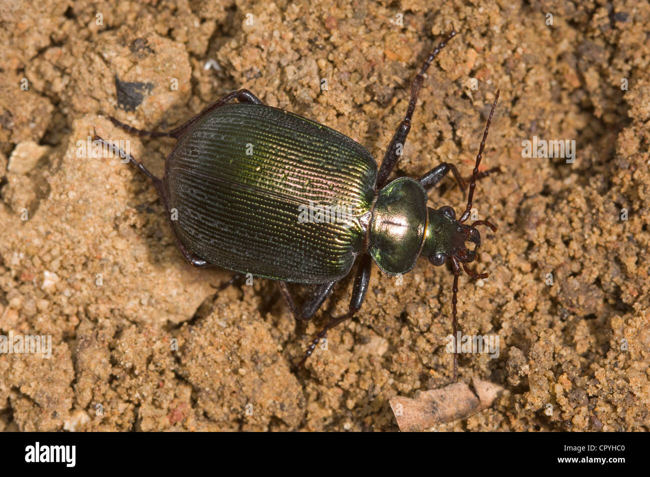 Green carab beetle Stock Photo - Alamy