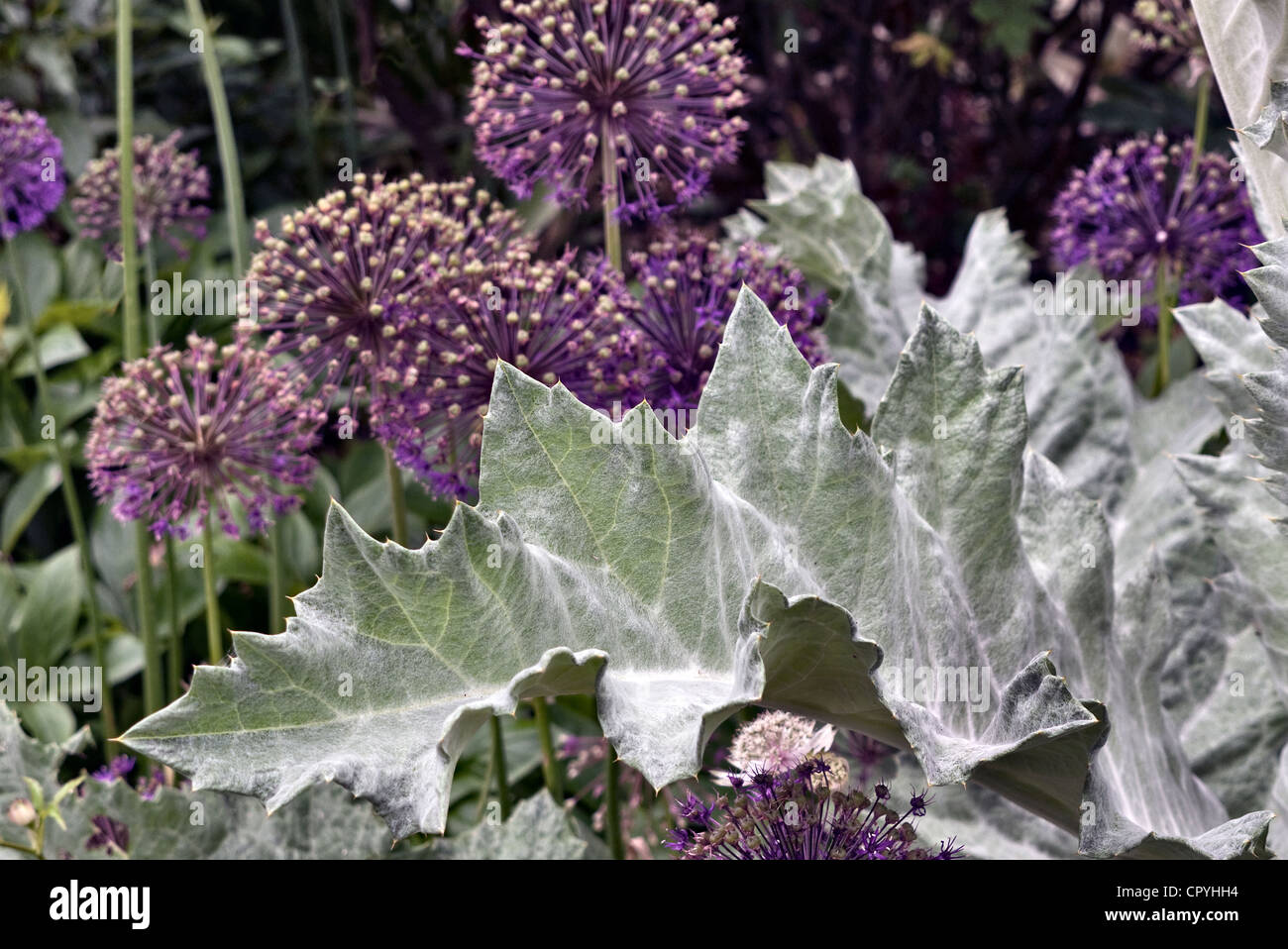 Giant thistle hi-res stock photography and images - Alamy