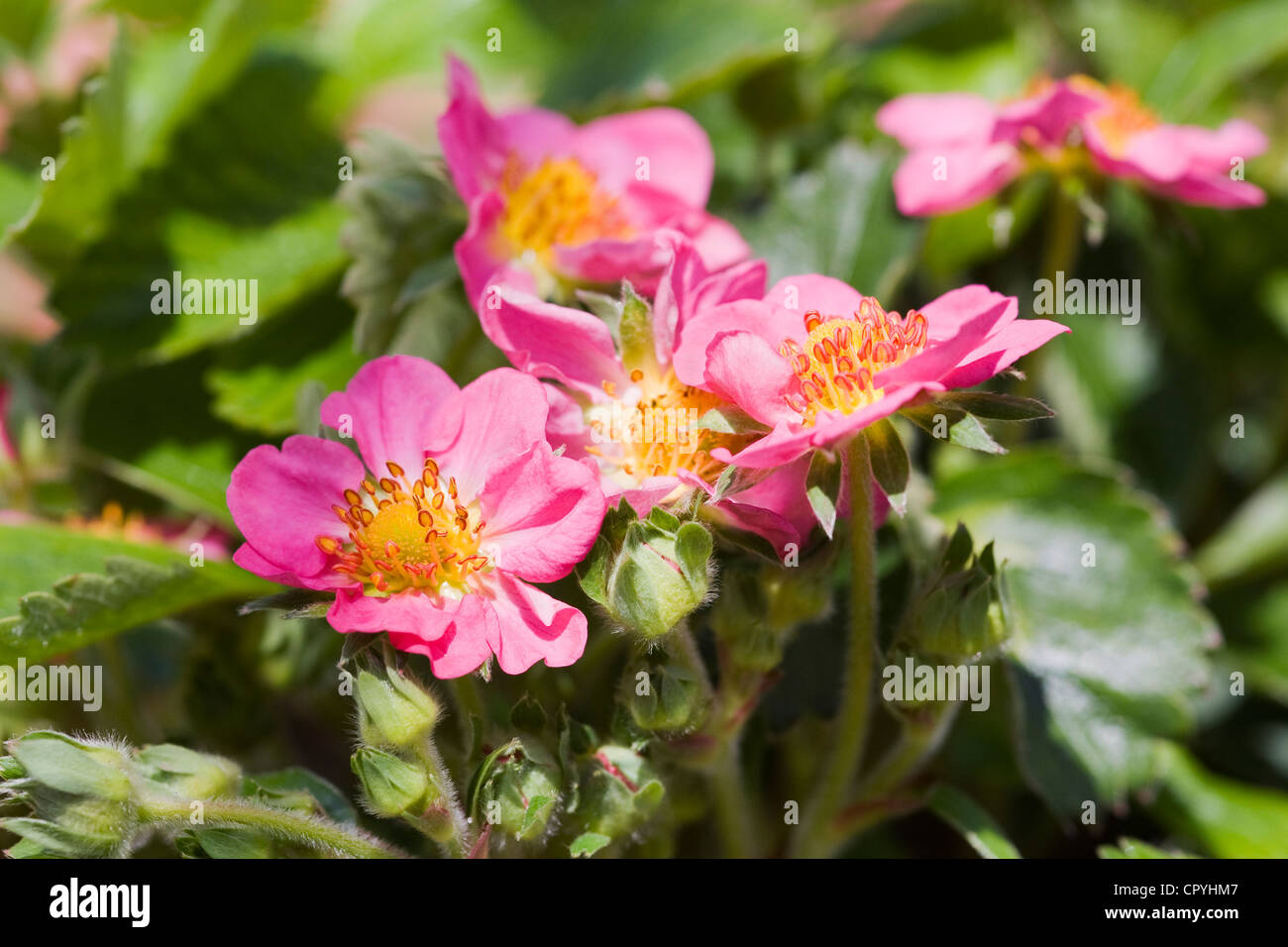 Pink flowers of Fragaria 'Pink Panda'. Strawbwerry plant Stock Photo ...