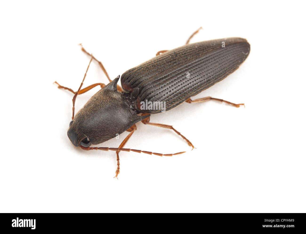 Adult click beetle Stock Photo - Alamy