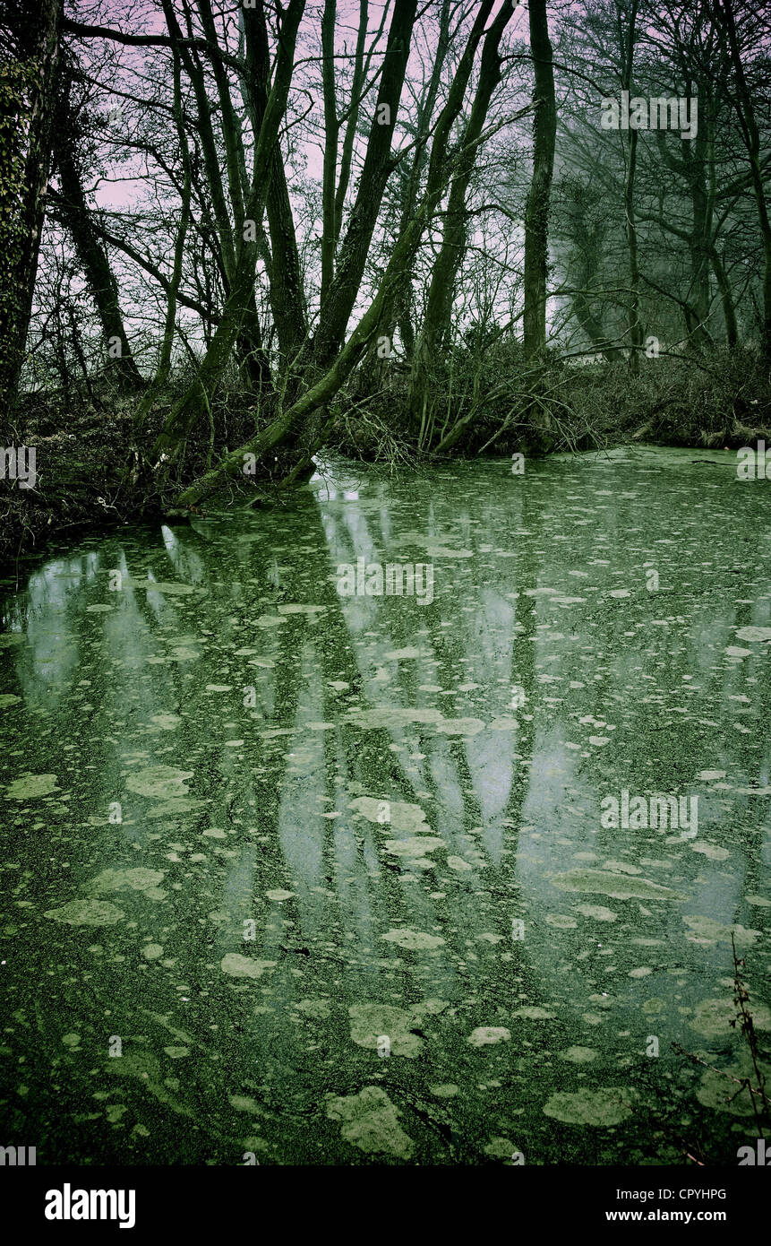 Misty morning with trees and stagnant pond Stock Photo - Alamy