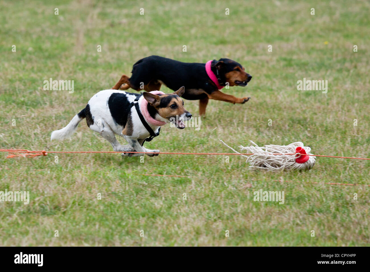 Terriers terrier chasing racing at Moreton Show, agricultural event in ...
