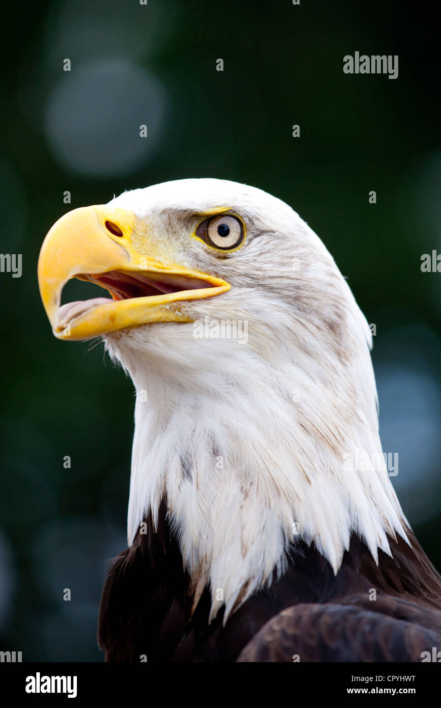 Uk bald eagle hi-res stock photography and images - Alamy