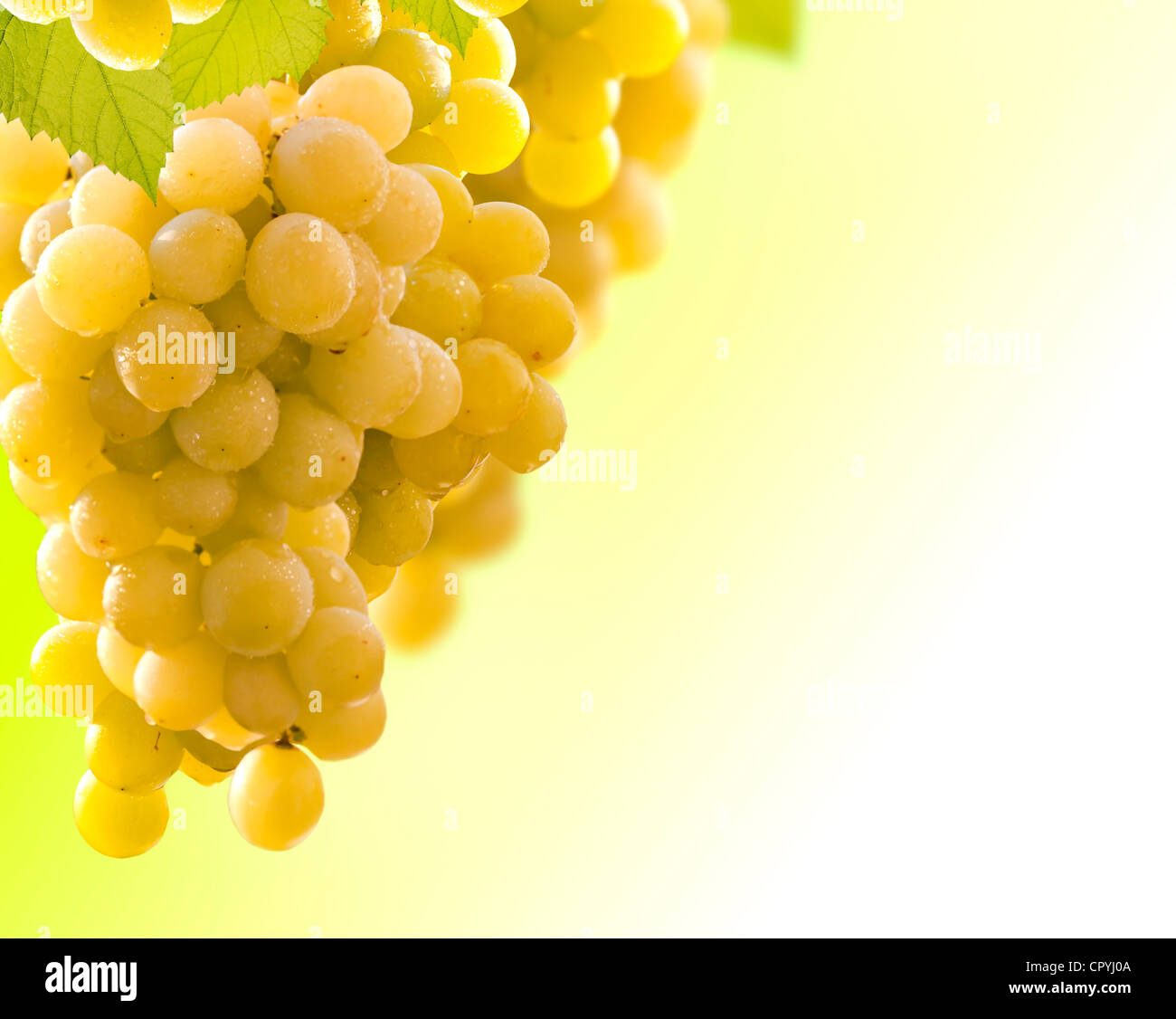Grapes frame border background in vineyard Stock Photo - Alamy