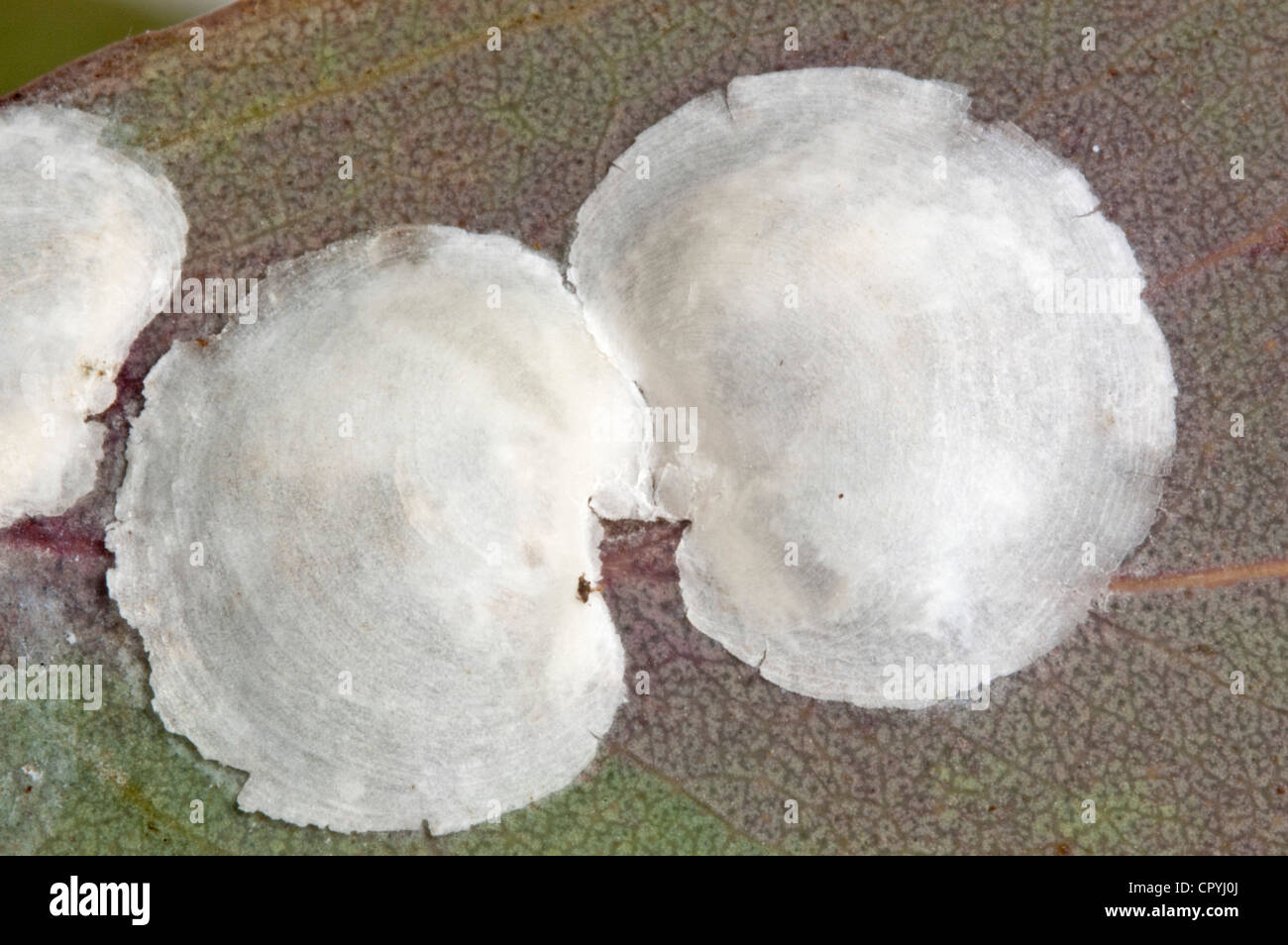 Lerp covering psyllid insect on gum leaf Stock Photo - Alamy
