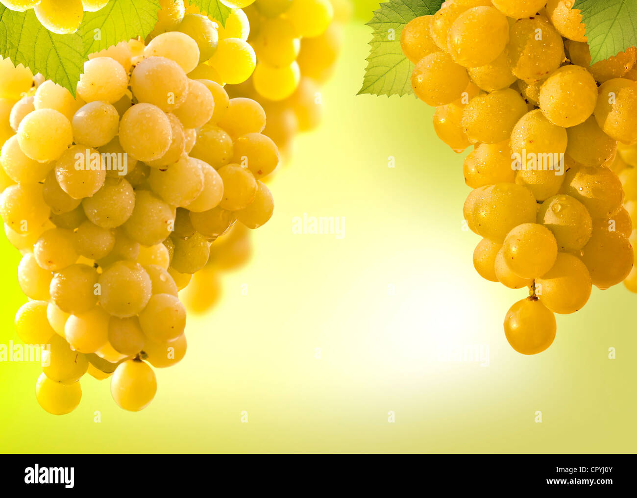 Wine Grapes Border