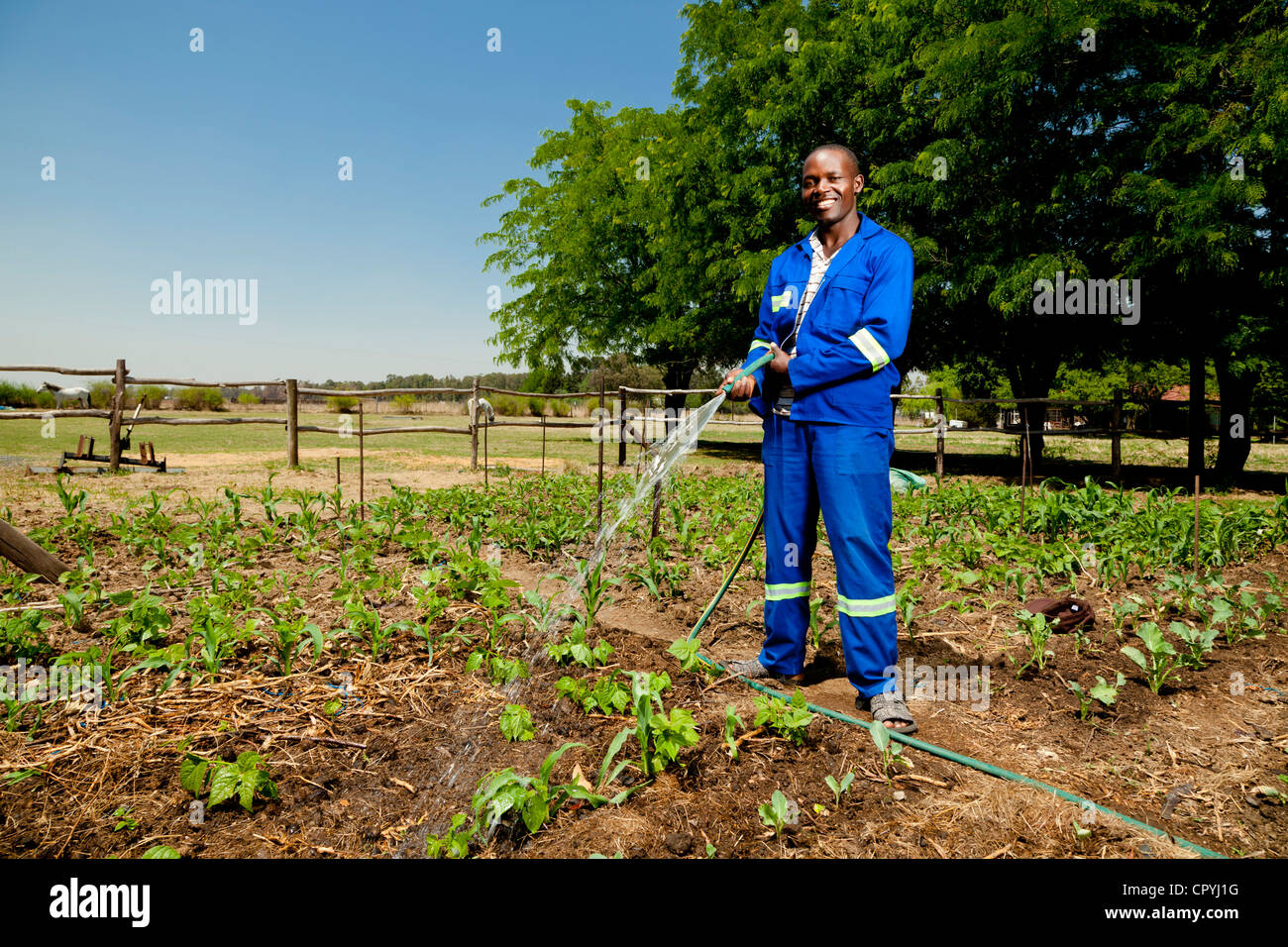 African man watering rural vegetable patch, smiling Stock Photo - Alamy