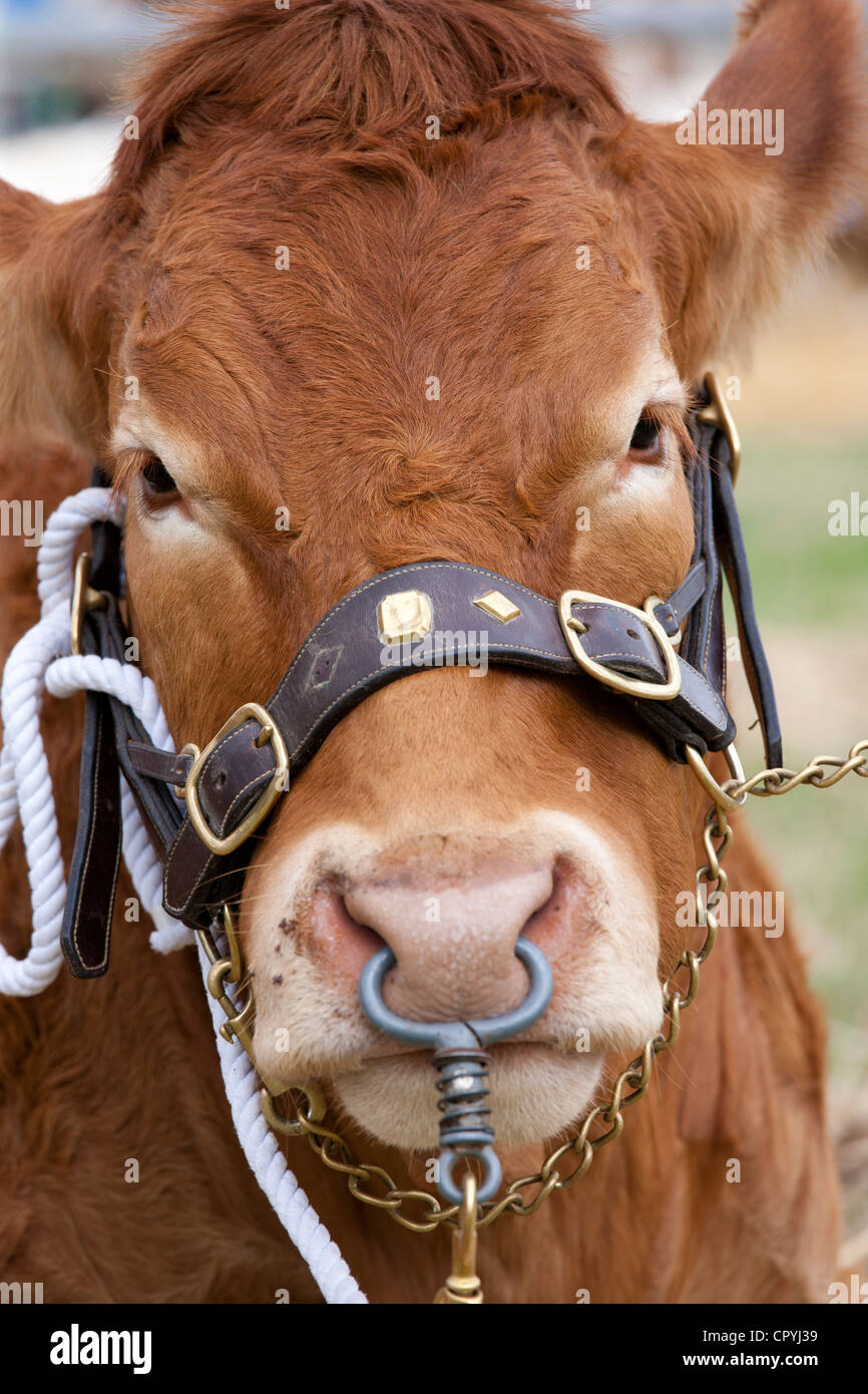 Champion pedigree British Limousin bull at Moreton Show, Moreton-in-the ...